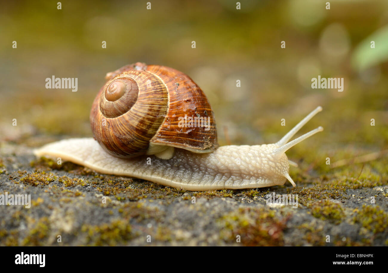 Roman snail, escargot, escargot snail, edible snail, apple snail ...