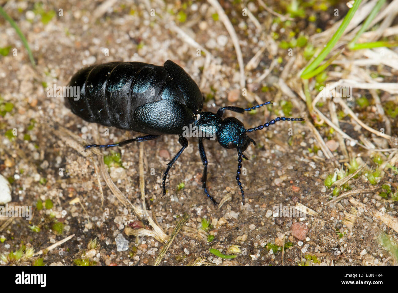 Oil beetle, Black oil beetle (Meloe proscarabaeus), female Stock Photo ...