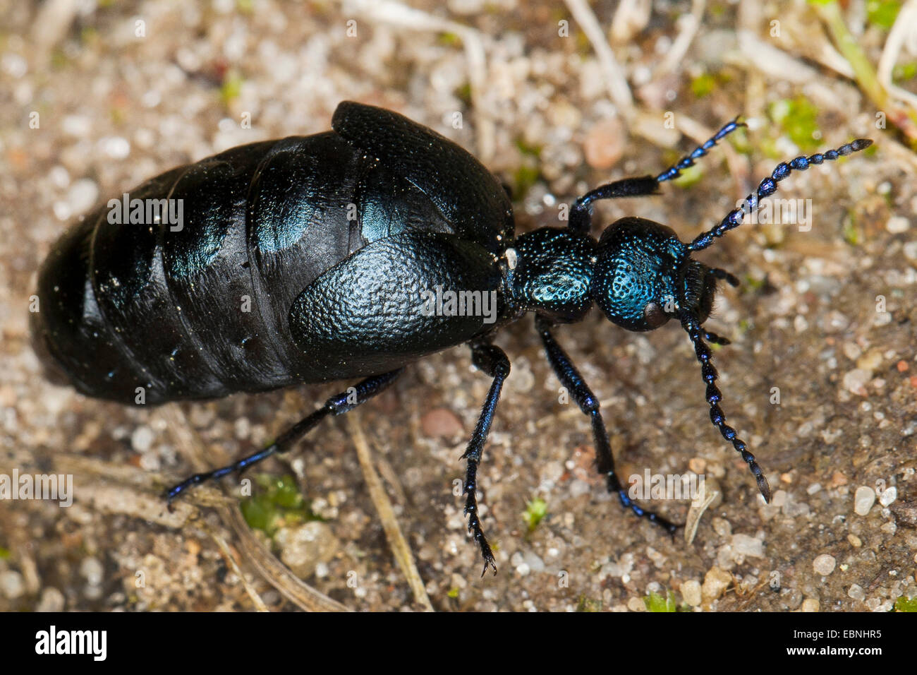 Oil beetle, Black oil beetle (Meloe proscarabaeus), female Stock Photo ...