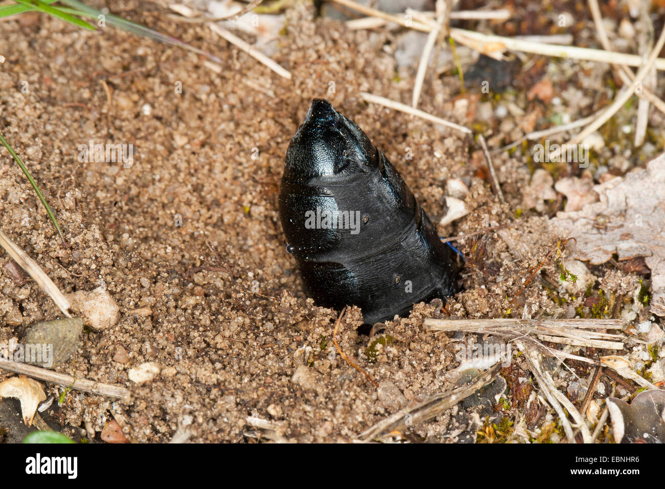 Oil beetle, Black oil beetle (Meloe proscarabaeus), female burrowing ...