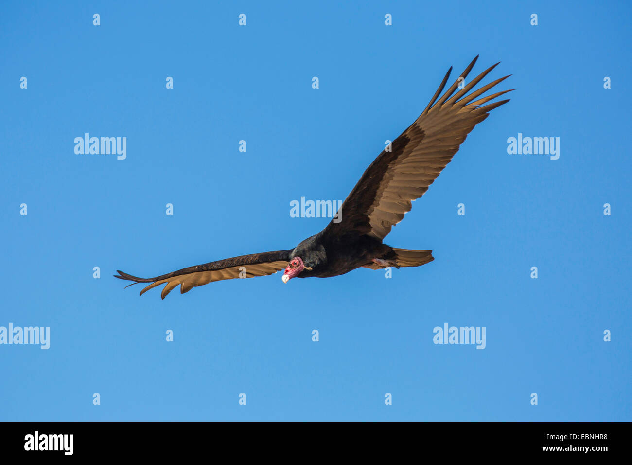 turkey vulture (Cathartes aura), gliding, USA, Arizona, Sonoran Stock ...