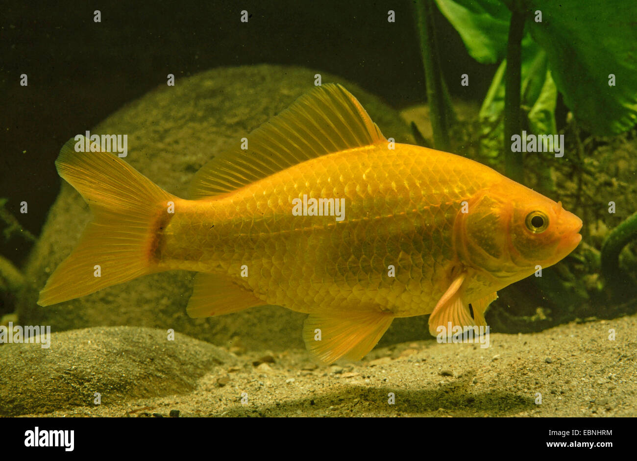 goldfish, common carp (Carassius auratus), swimming Stock Photo - Alamy
