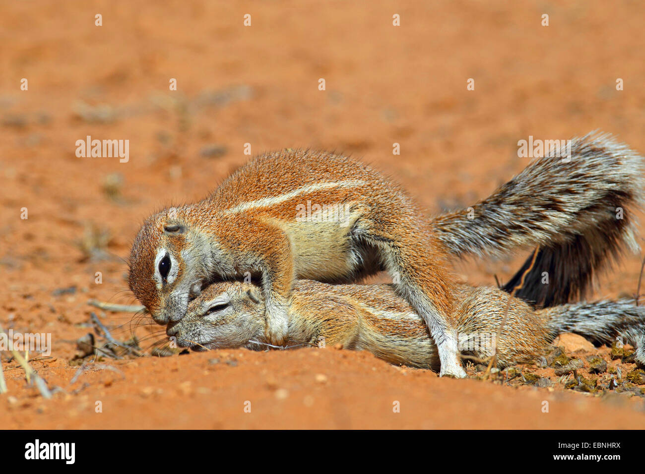 South African ground squirrel, Cape ground squirrel (Geosciurus inauris ...