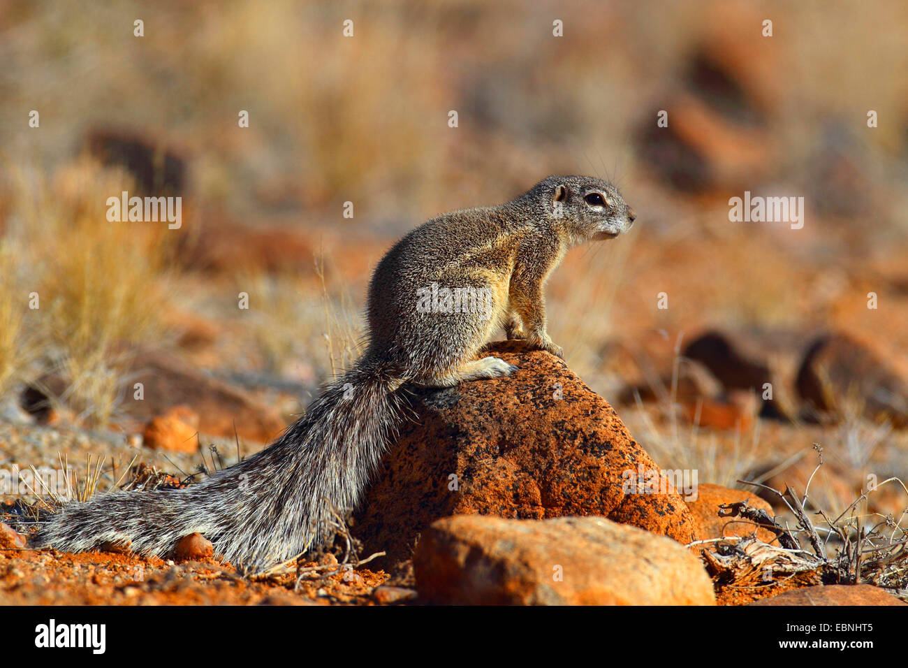 South african ground squirrels hi-res stock photography and images - Alamy