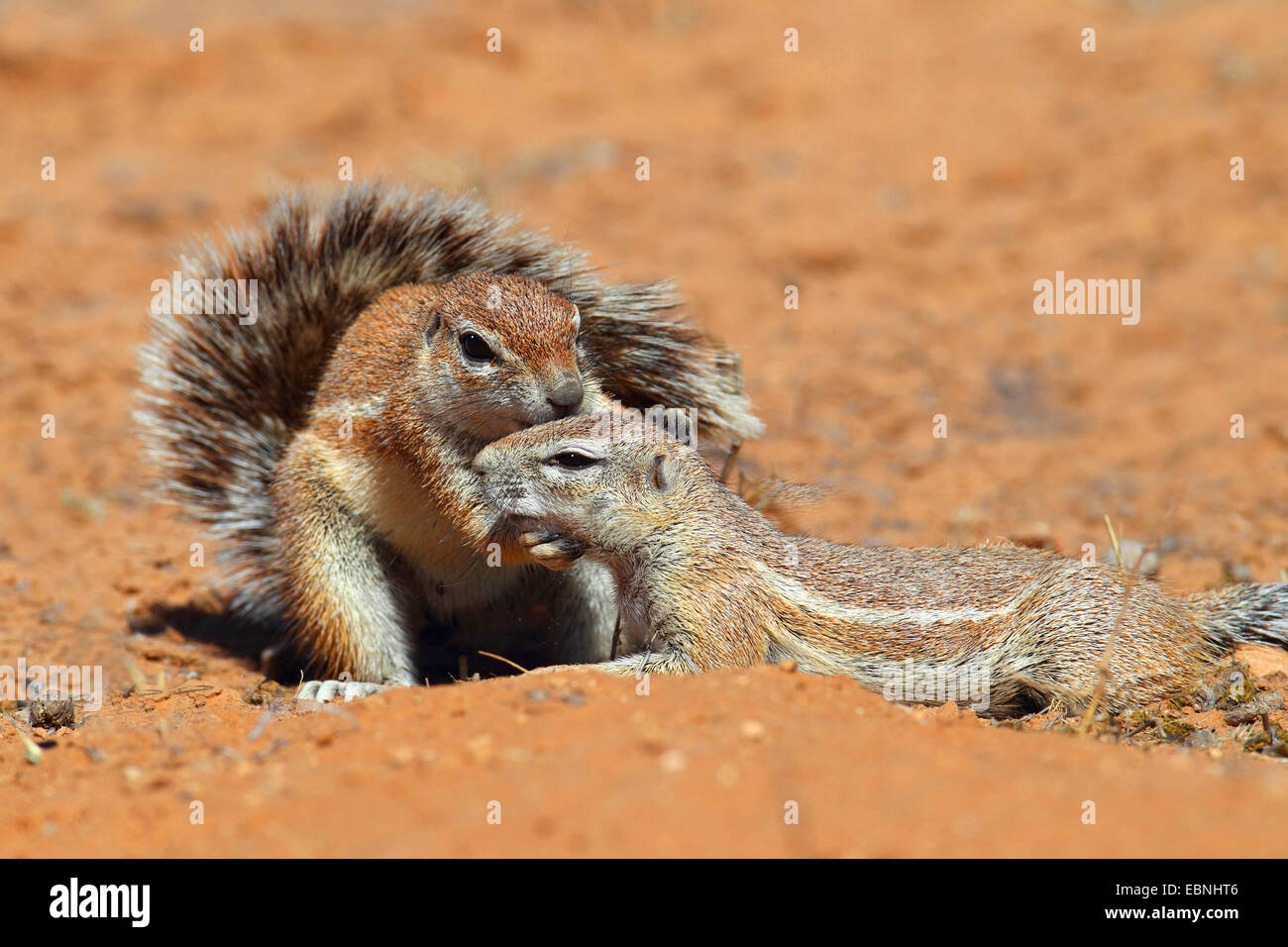 South African ground squirrel, Cape ground squirrel (Geosciurus inauris ...