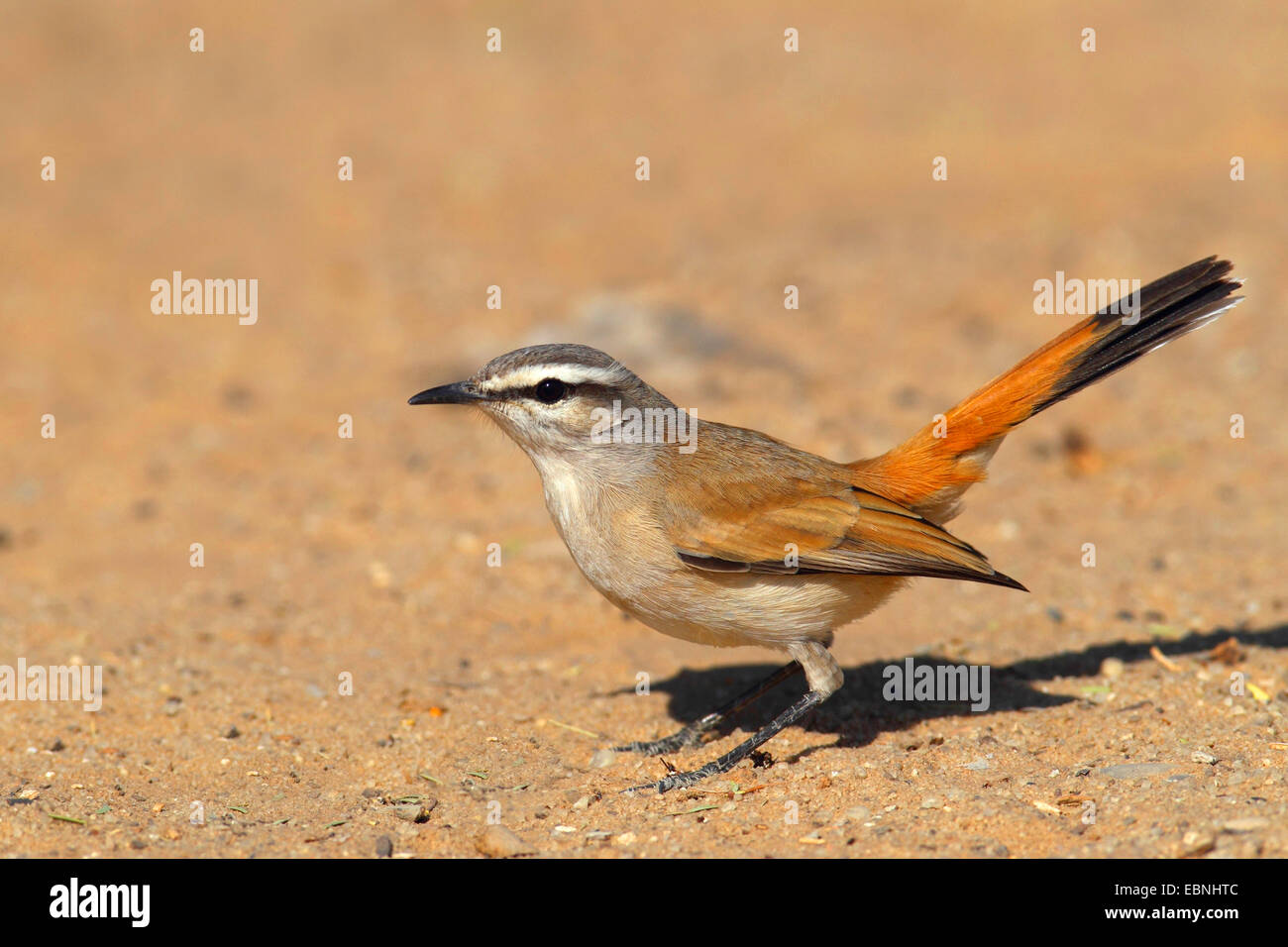 Kalahari scrub robins hi-res stock photography and images - Alamy