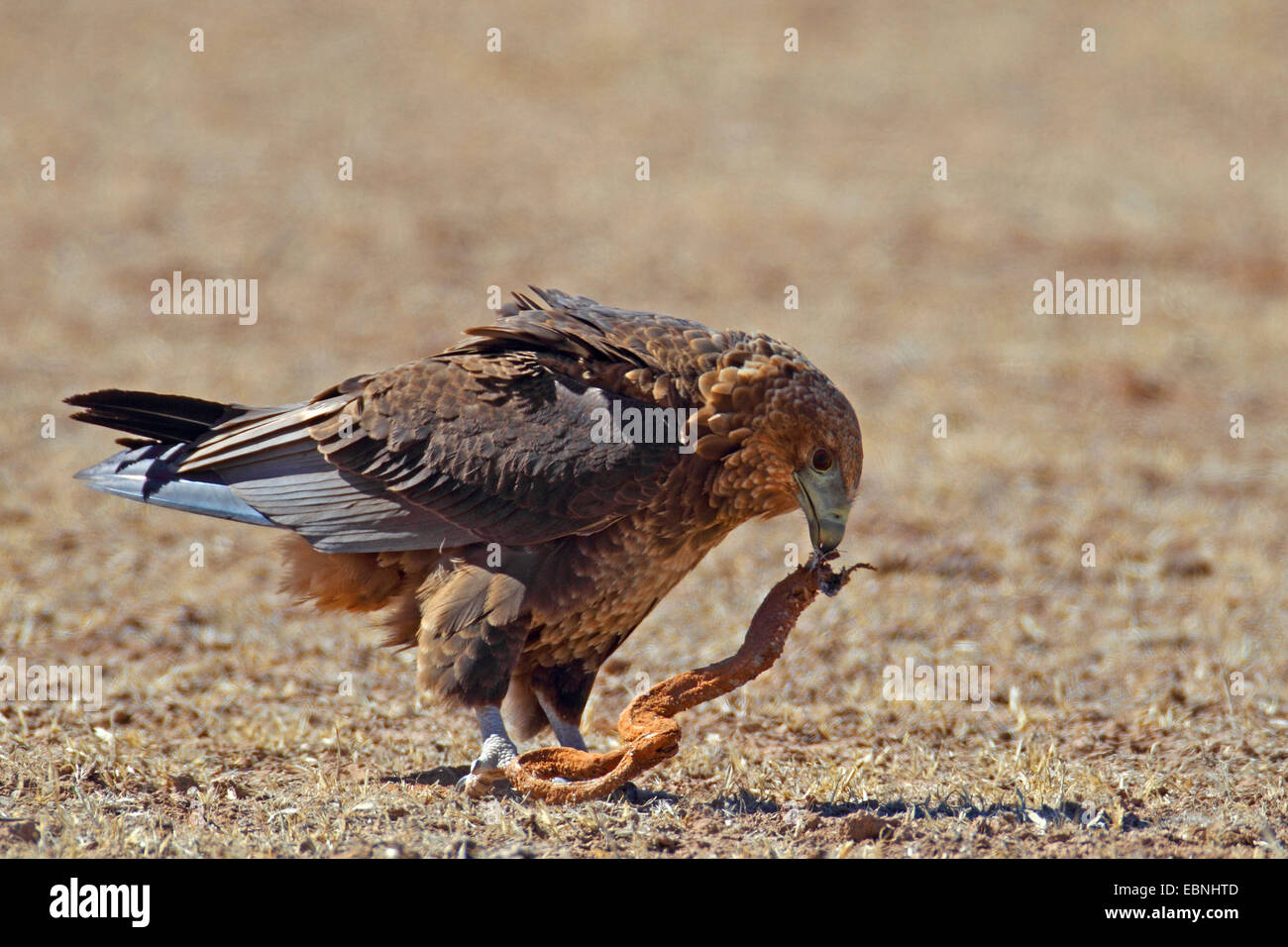 Eagle with snake hi-res stock photography and images - Alamy