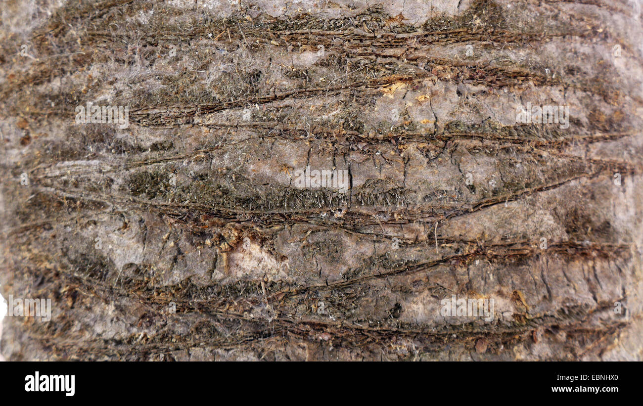 Fan leaved palm tree hi-res stock photography and images - Alamy