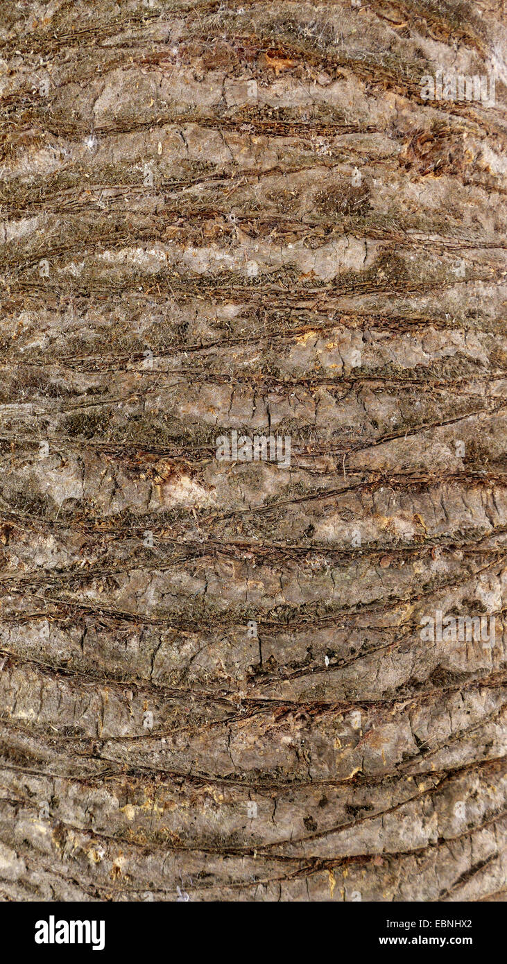 Date palm trunk hi-res stock photography and images - Alamy