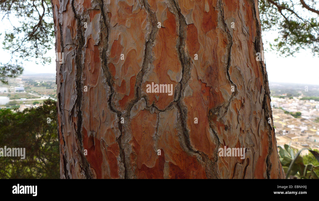aleppo pine (Pinus halepensis), bark, Spain, Balearen, Majorca Stock ...