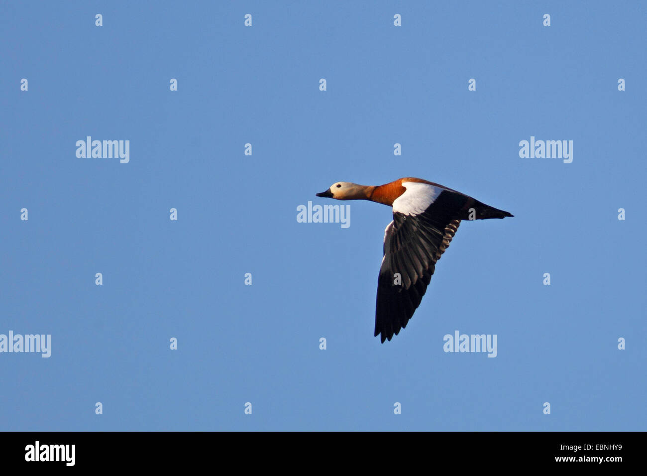 Flying shelducks hi-res stock photography and images - Alamy