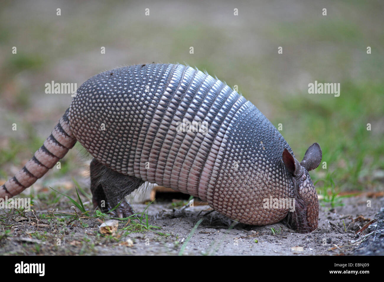 Nine Banded Armadillo Shell Tucking