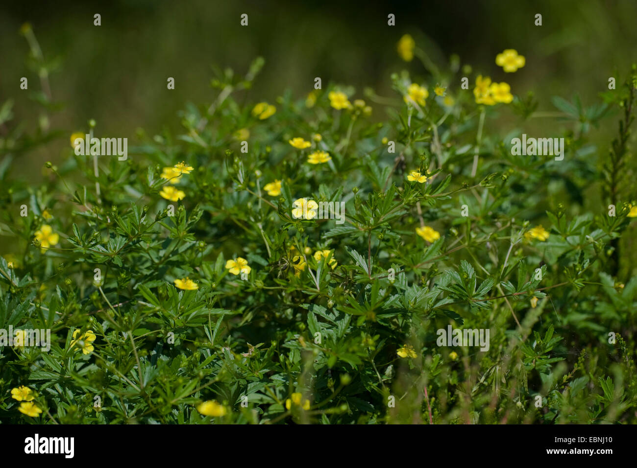 Yellow tormentil potentilla erecta hi-res stock photography and images ...