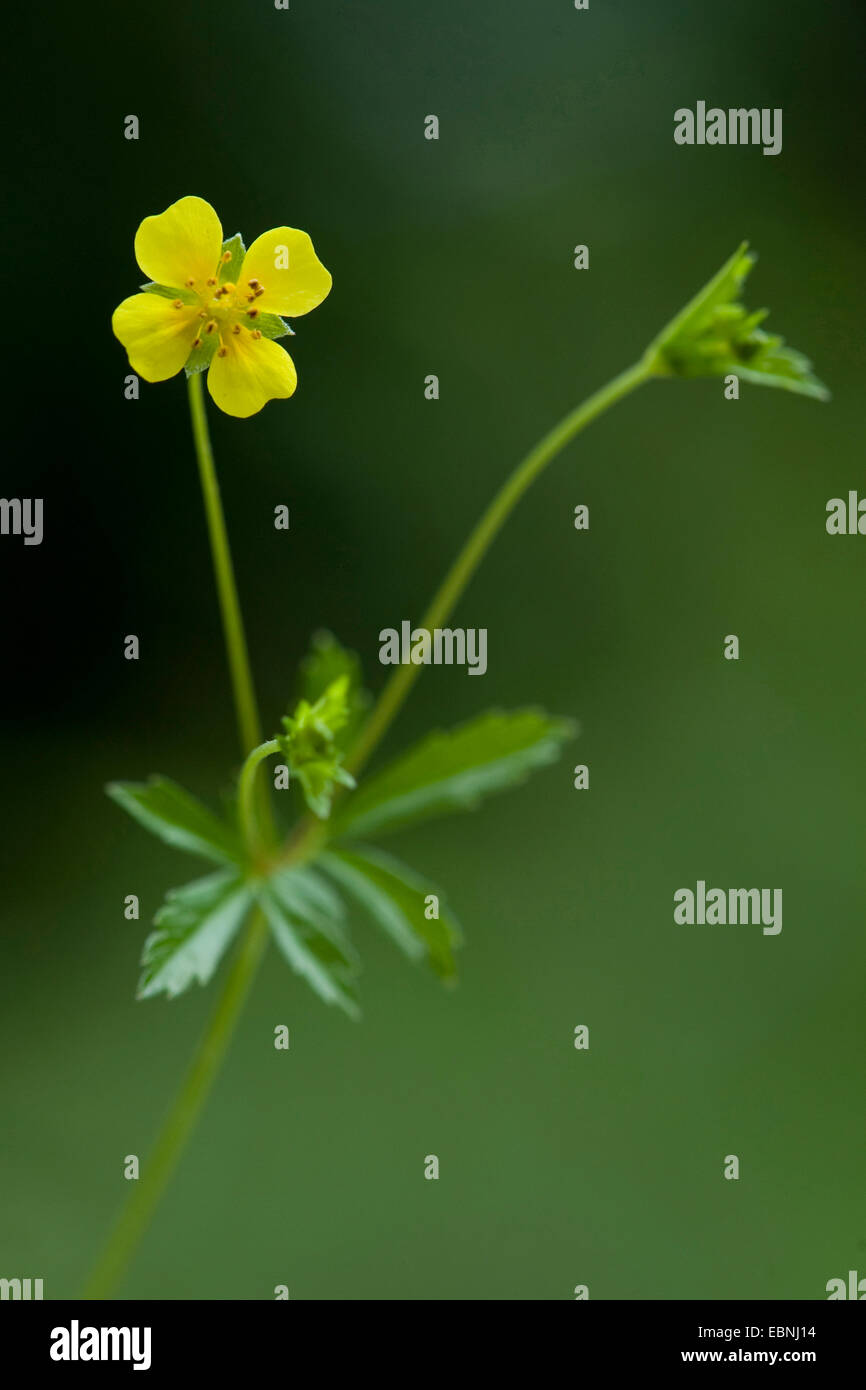 Common wild plants hi-res stock photography and images - Alamy