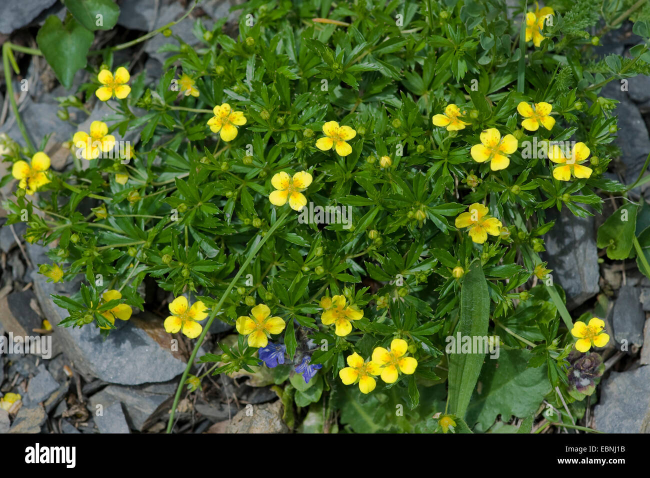common tormentil (Potentilla erecta), blooming, Germany Stock Photo - Alamy