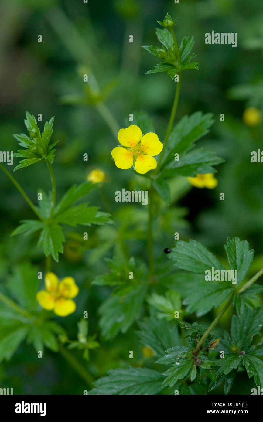 common tormentil (Potentilla erecta), blooming, Germany Stock Photo - Alamy