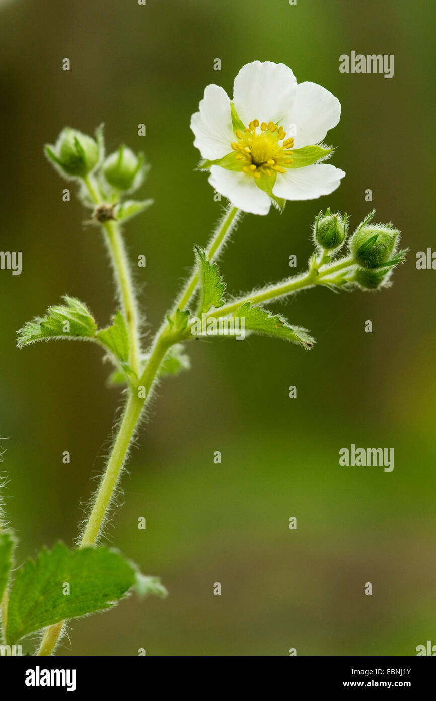 rock cinquefoil (Potentilla rupestris), blooming, Germany Stock Photo ...