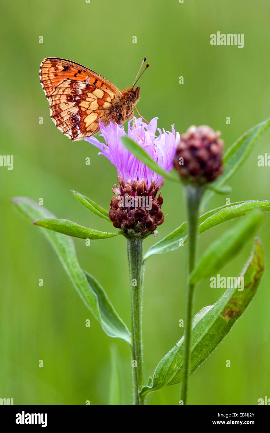 Lesser spear grass hi-res stock photography and images - Alamy