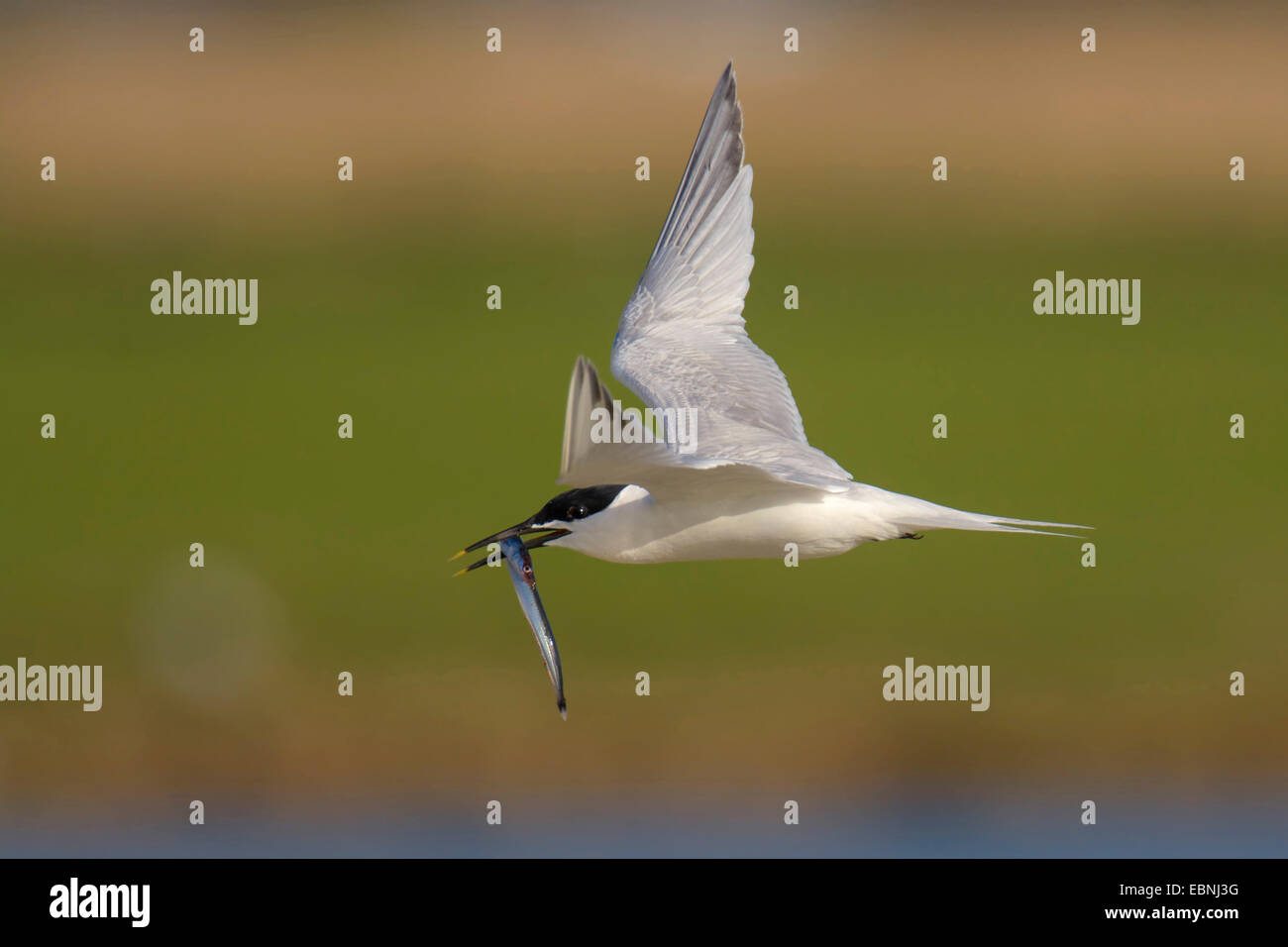 sandwich tern (Sterna sandvicensis, Thalasseus sandvicensis), in flight ...