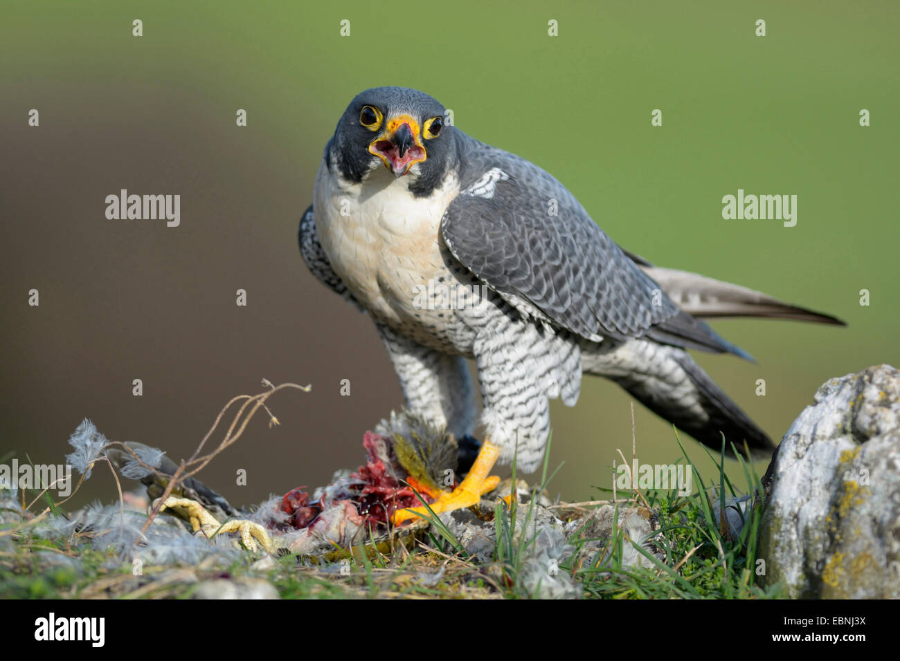 Peregrine falcon catching prey hi-res stock photography and images - Alamy