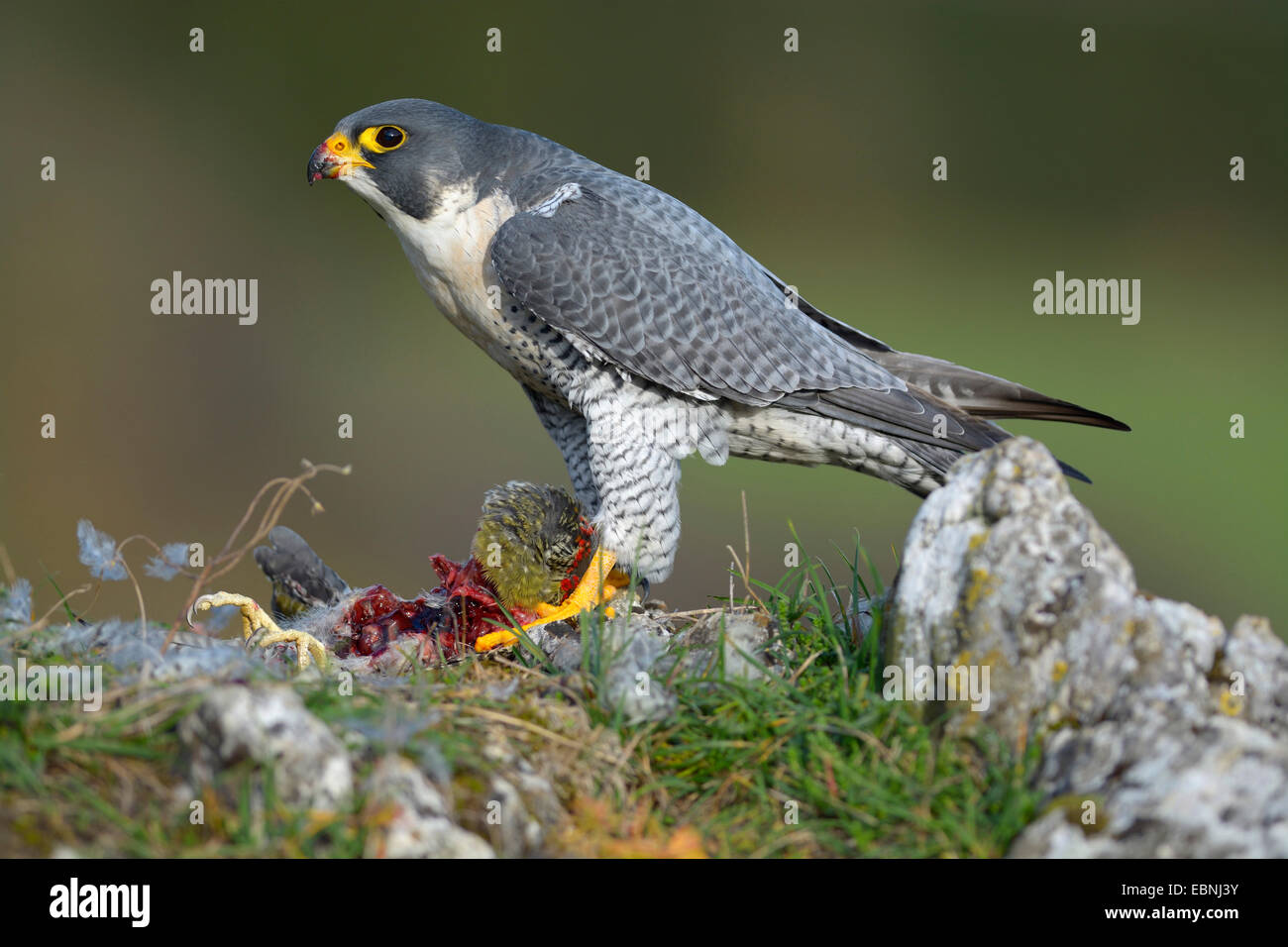 Green Falcons High Resolution Stock Photography and Images - Alamy