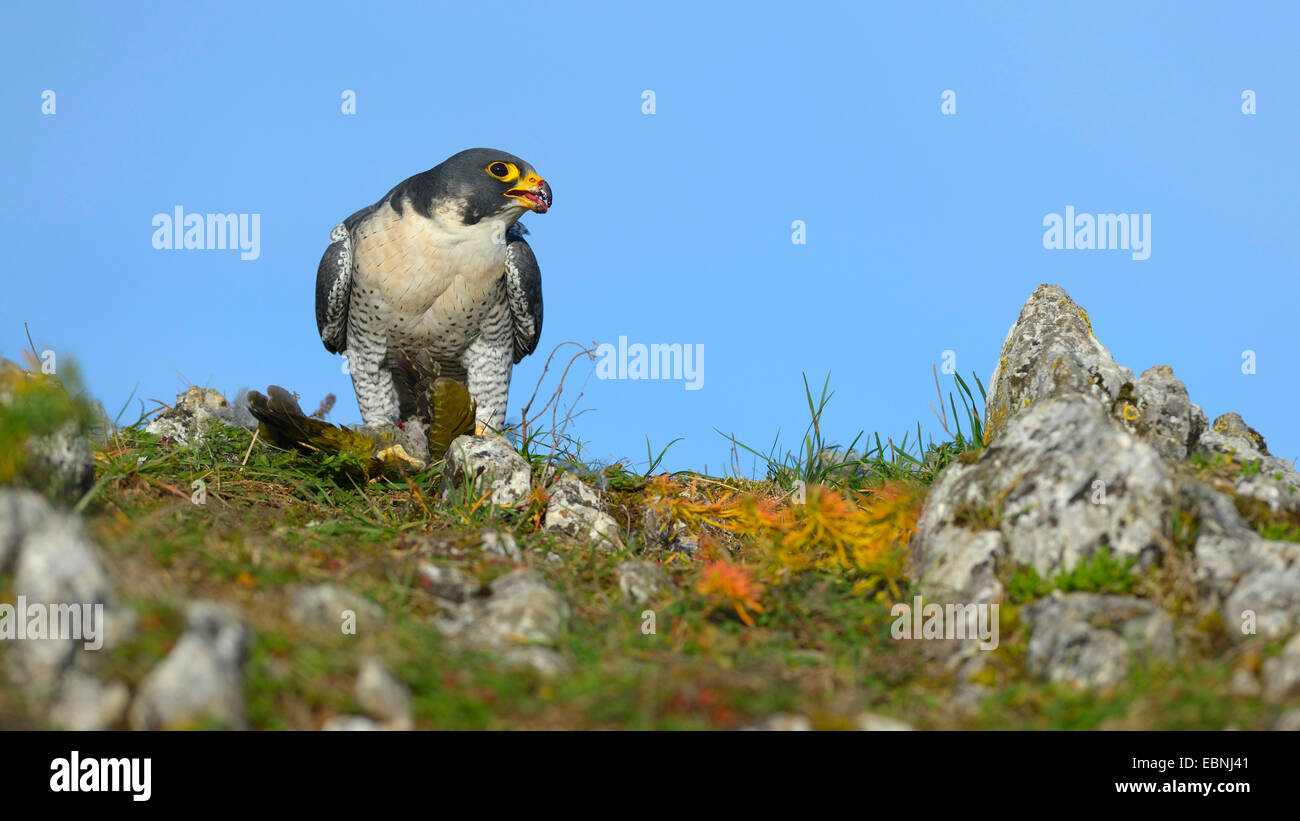Peregrine falcon catching prey hi-res stock photography and images - Alamy