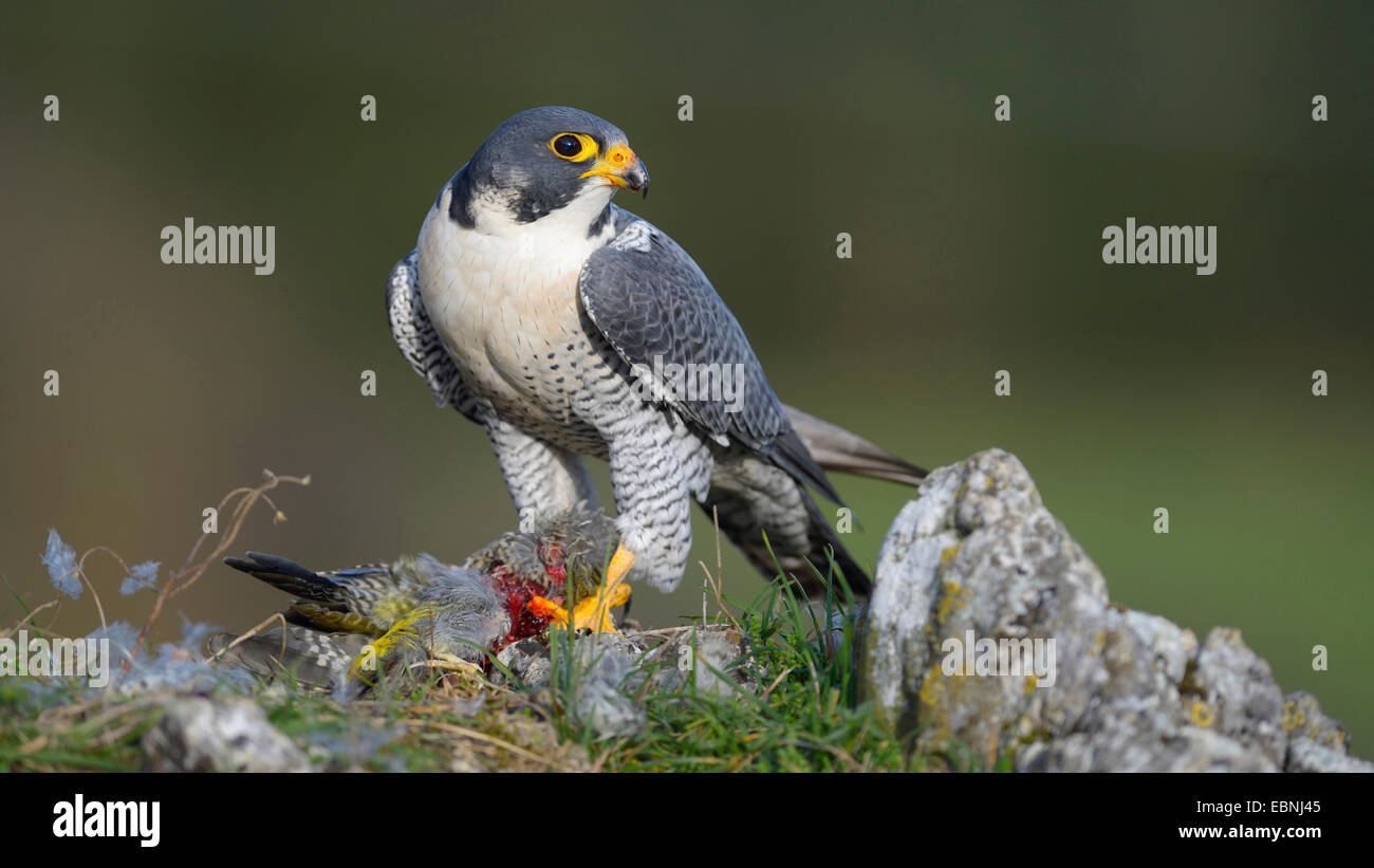 Peregrine falcon catching prey hi-res stock photography and images - Alamy