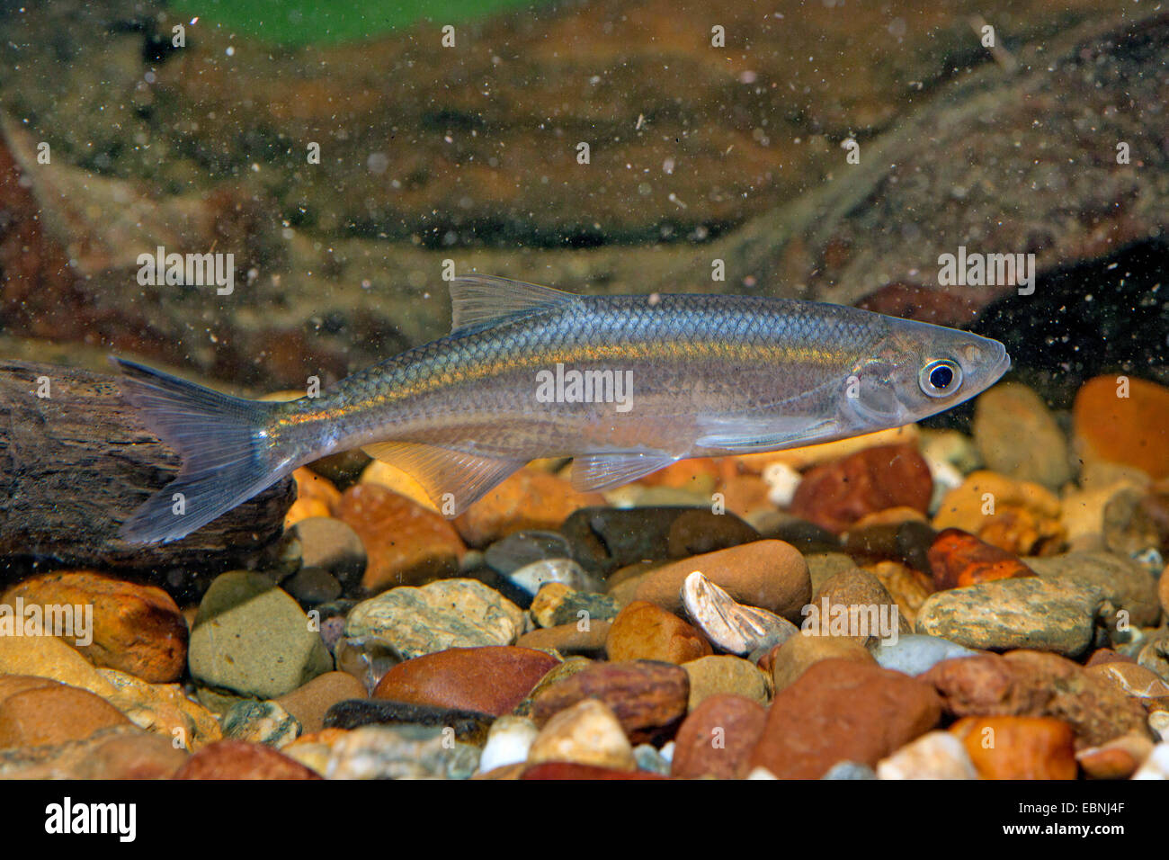 Common bleak hi-res stock photography and images - Alamy