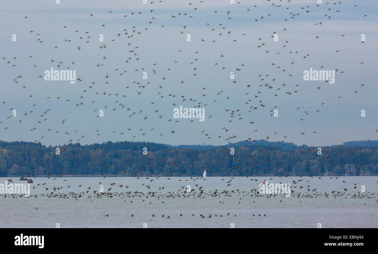 tufted duck (Aythya fuligula), large swarm landing on a lake, bird ...