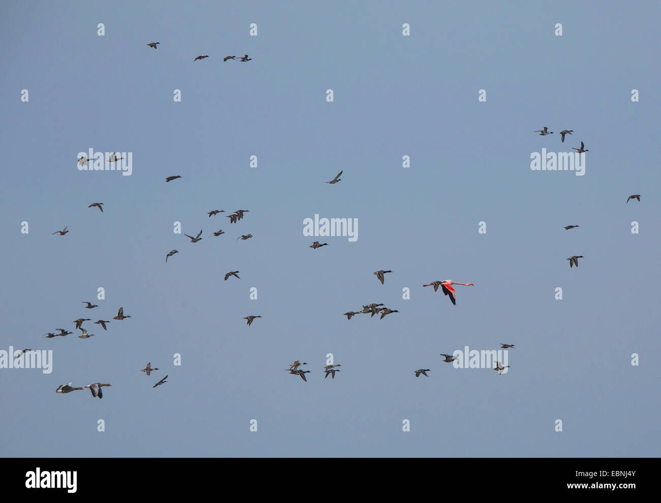 In flight with swarm of ducks and geese hi-res stock photography and ...