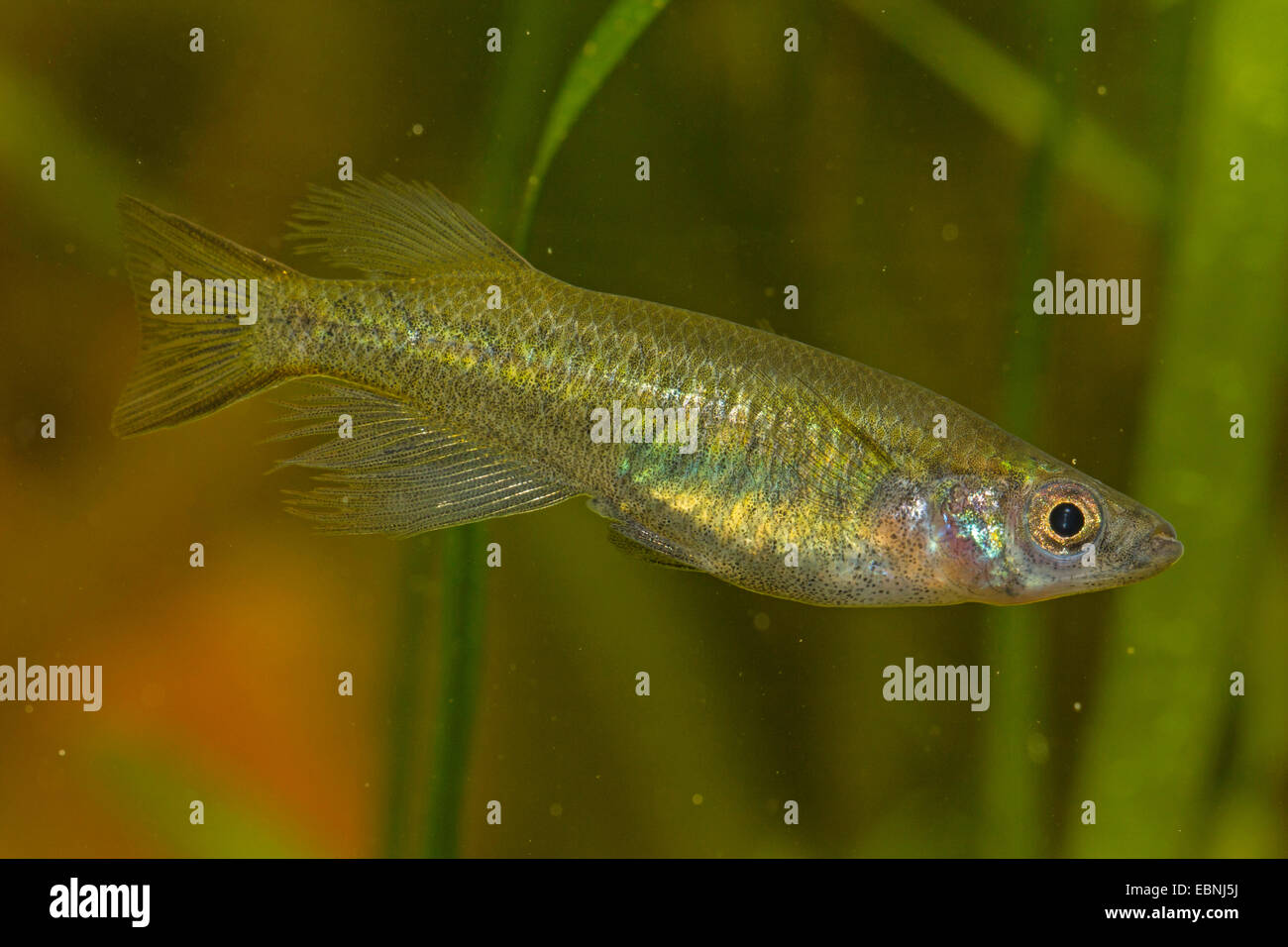 Ricefish hi-res stock photography and images - Alamy
