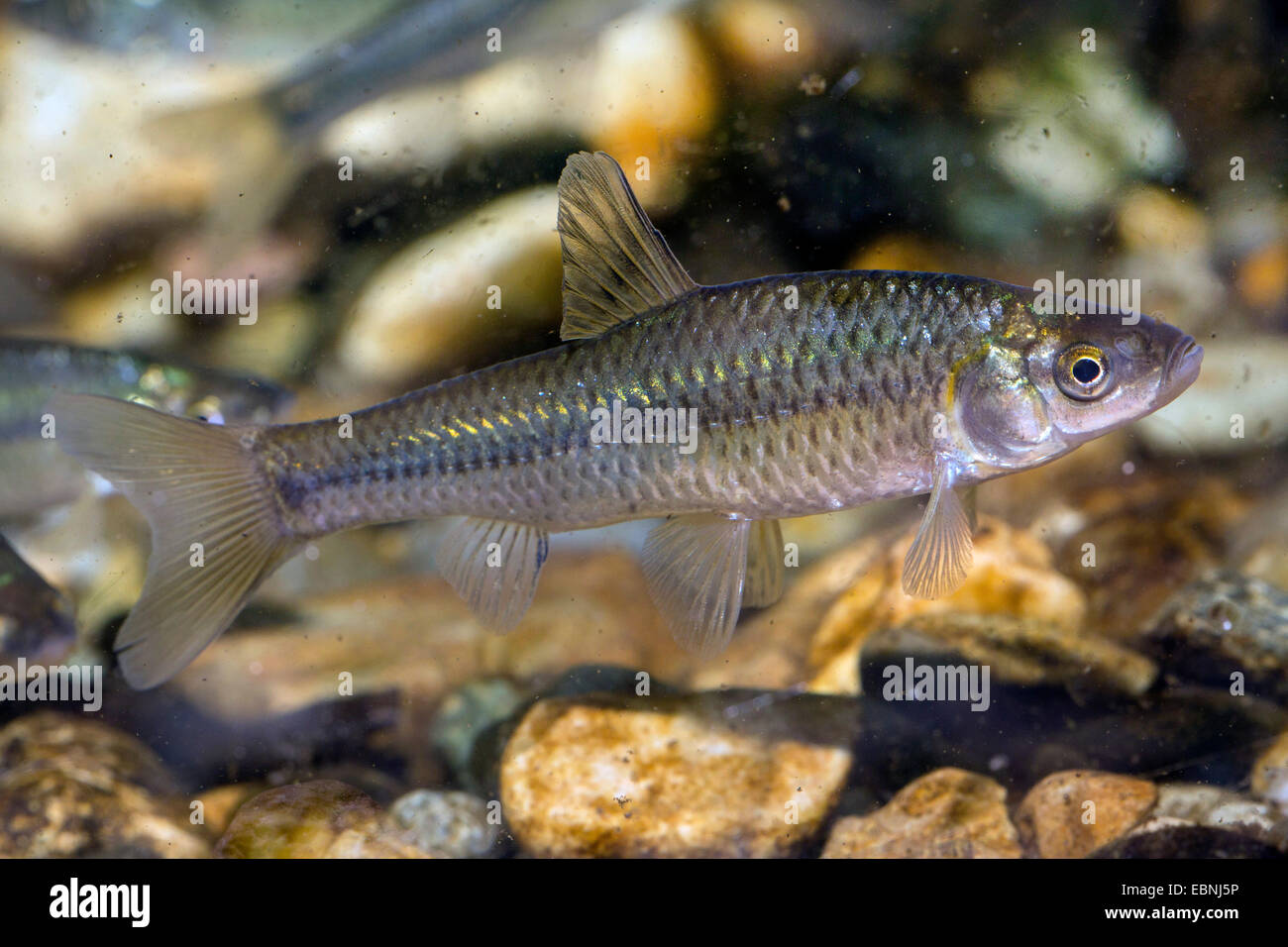 The stone moroko pseudorasbora parva hi-res stock photography and ...