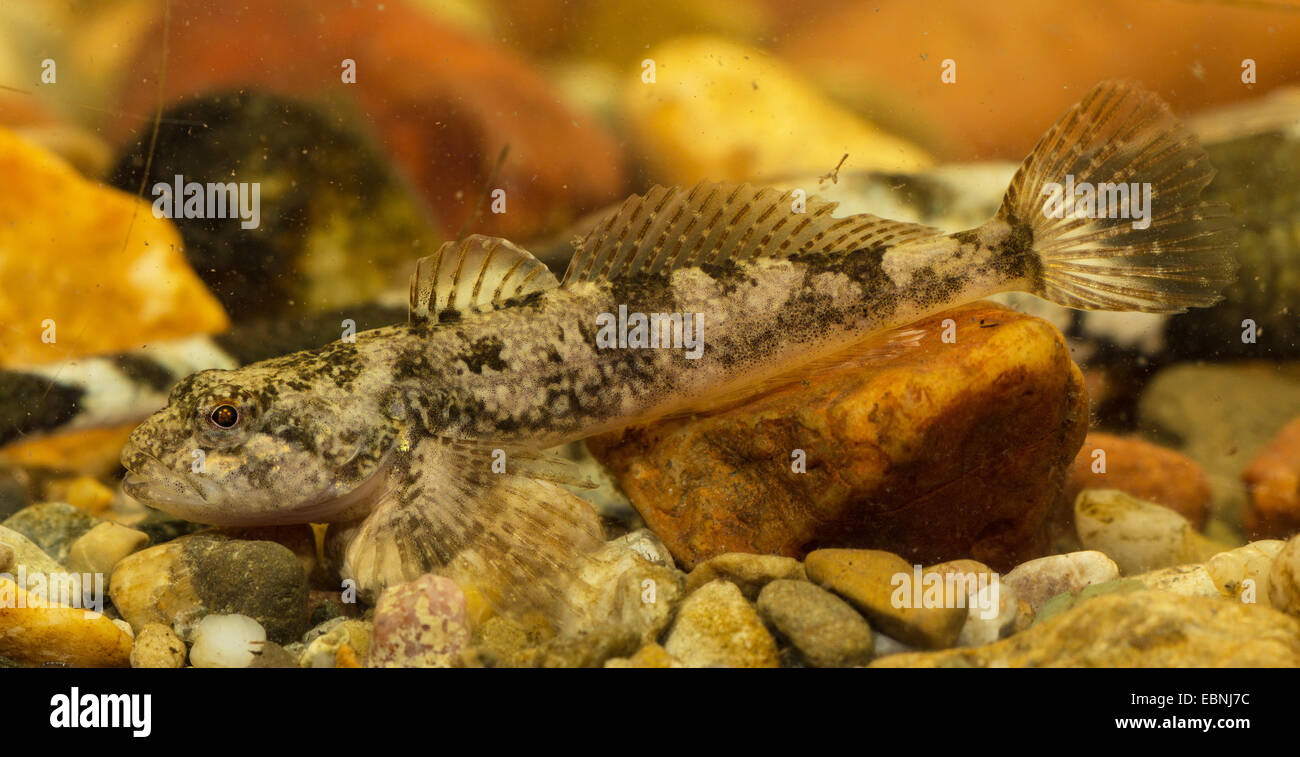 Bullhead Millers Thumb Fish Cottus Stock Photos & Bullhead Millers ...