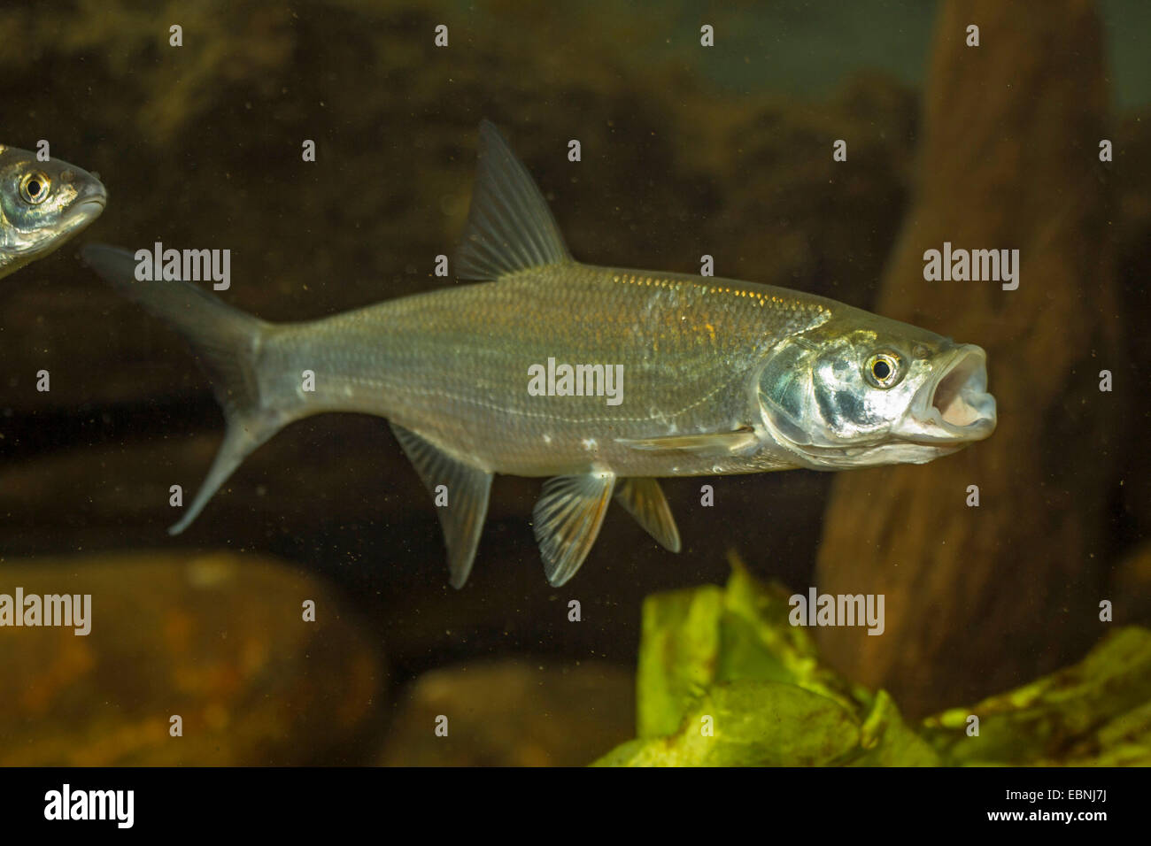 Asp (fish) High Resolution Stock Photography and Images - Alamy