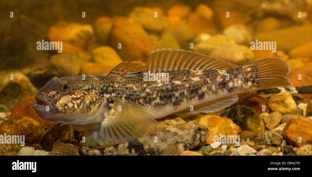 round goby (Neogobius melanostomus), female Stock Photo - Alamy