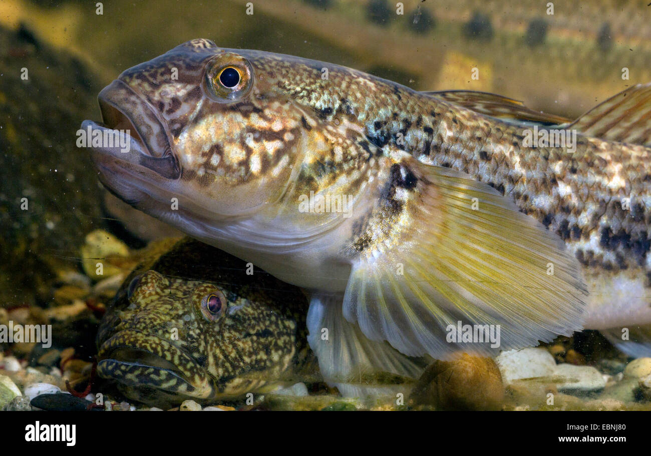 round goby (Neogobius melanostomus), female, portrait Stock Photo - Alamy