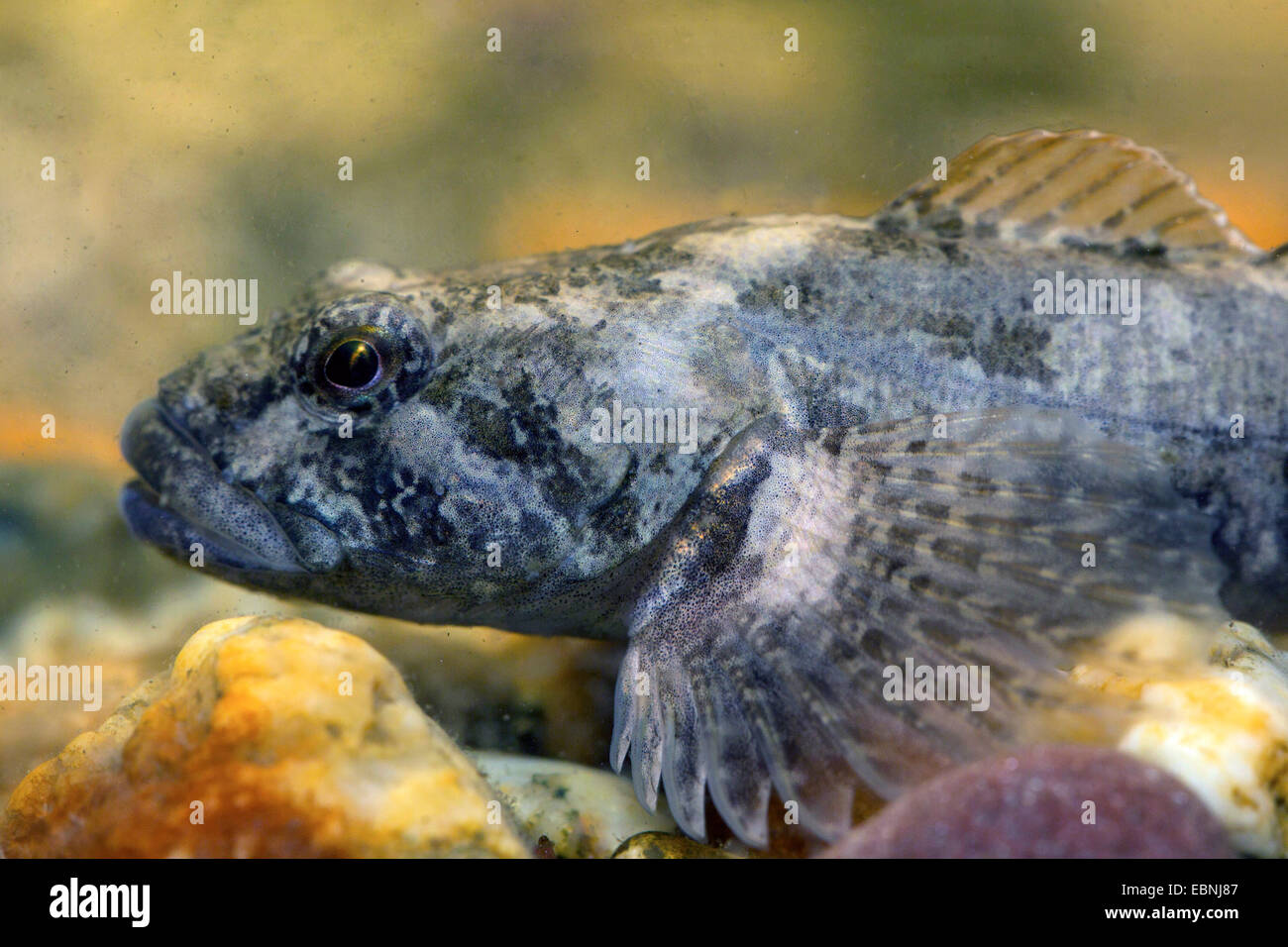 Miller's thumb, bullhead (Cottus gobio), male, portrait, Germany Stock ...