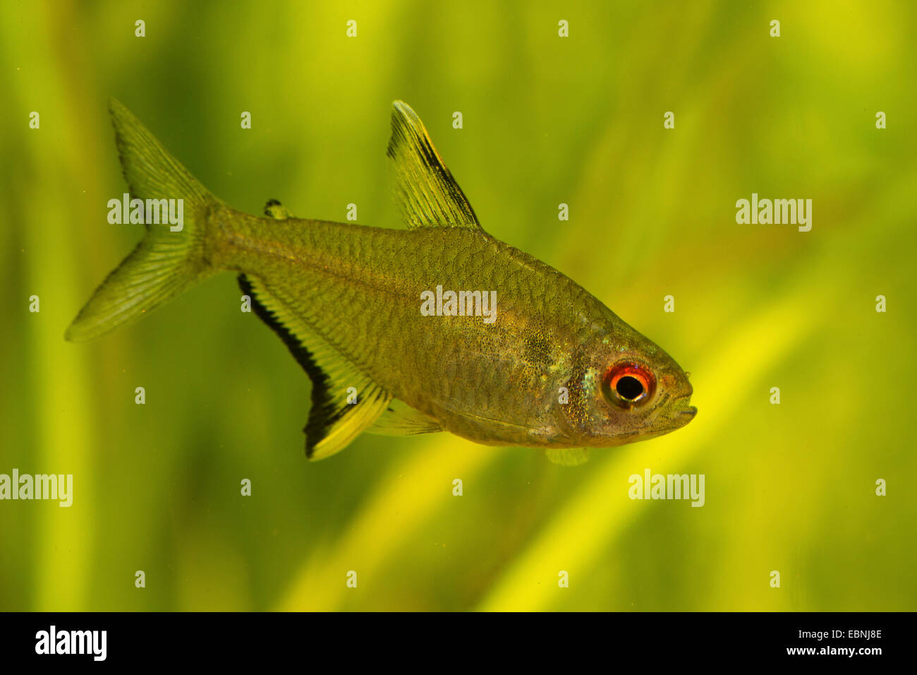 Lemon tetra (Hyphessobrycon pulchripinnis), swimming Stock Photo - Alamy