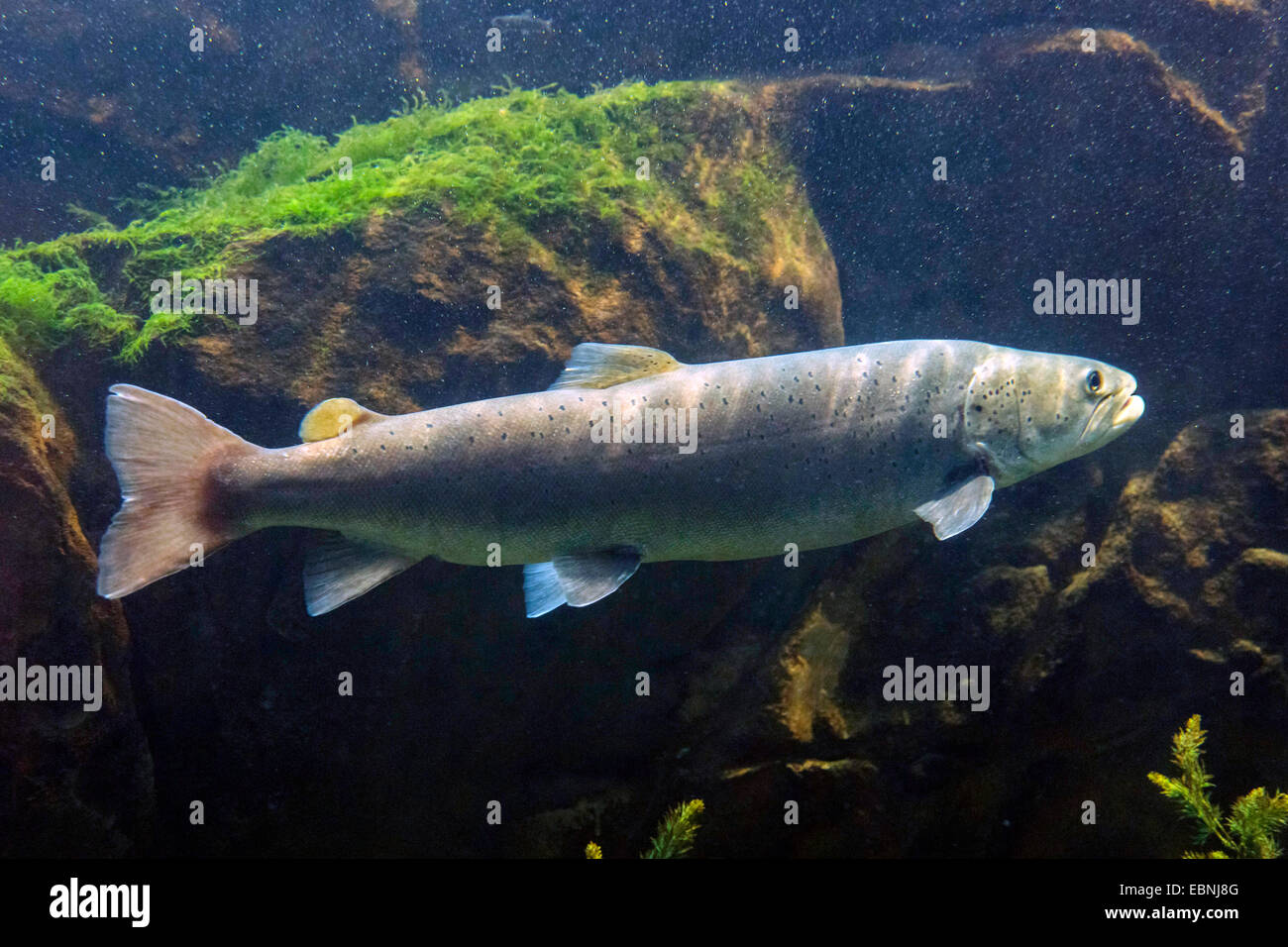 Danube salmon, huchen (Hucho hucho), swimming Stock Photo - Alamy