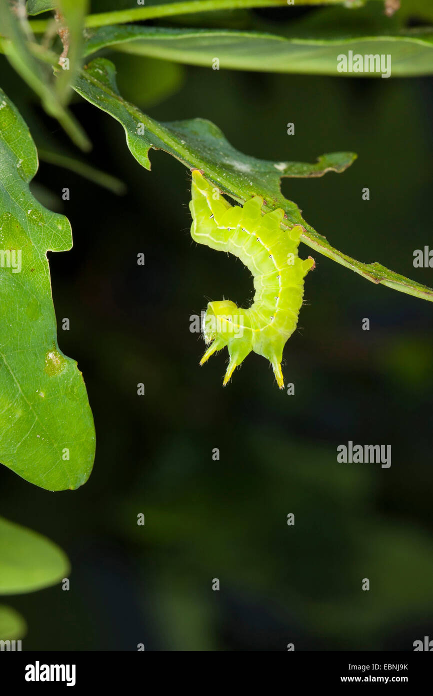 Sprawler, Common sprawler (Asteroscopus sphinx, Brachionycha sphinx ...