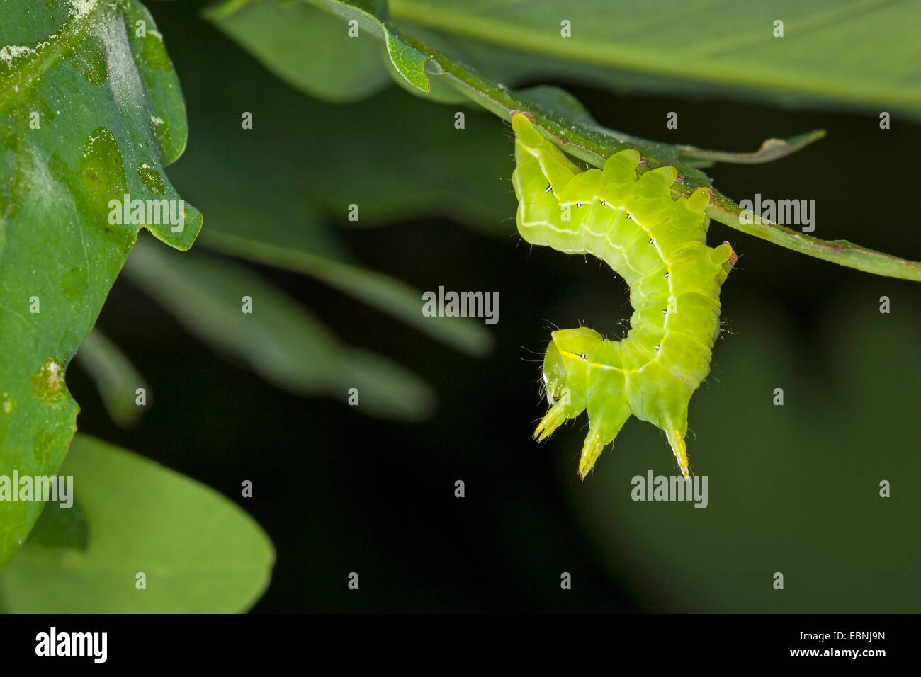 Caterpillar of a sprawler hi-res stock photography and images - Alamy