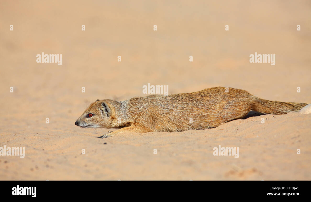 Sneaking up hi-res stock photography and images - Alamy