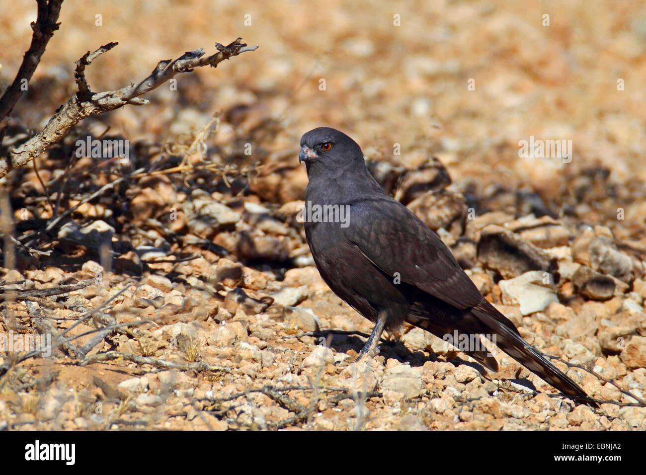 Gabar goshawk (Micronisus gabar), melanistic form, standing on the ...