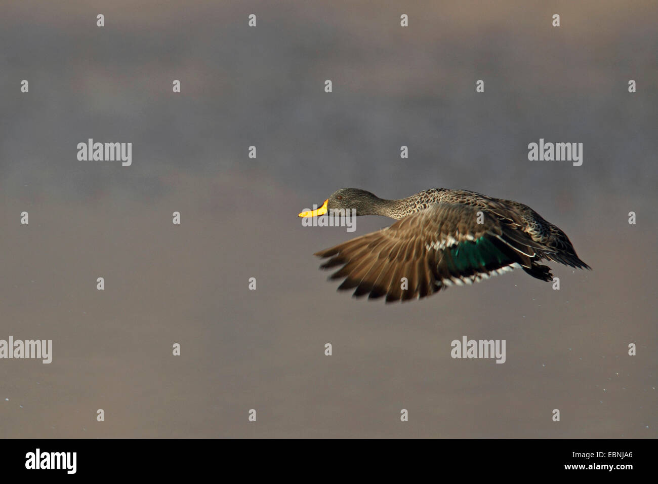 African yellow bill duck hi-res stock photography and images - Alamy