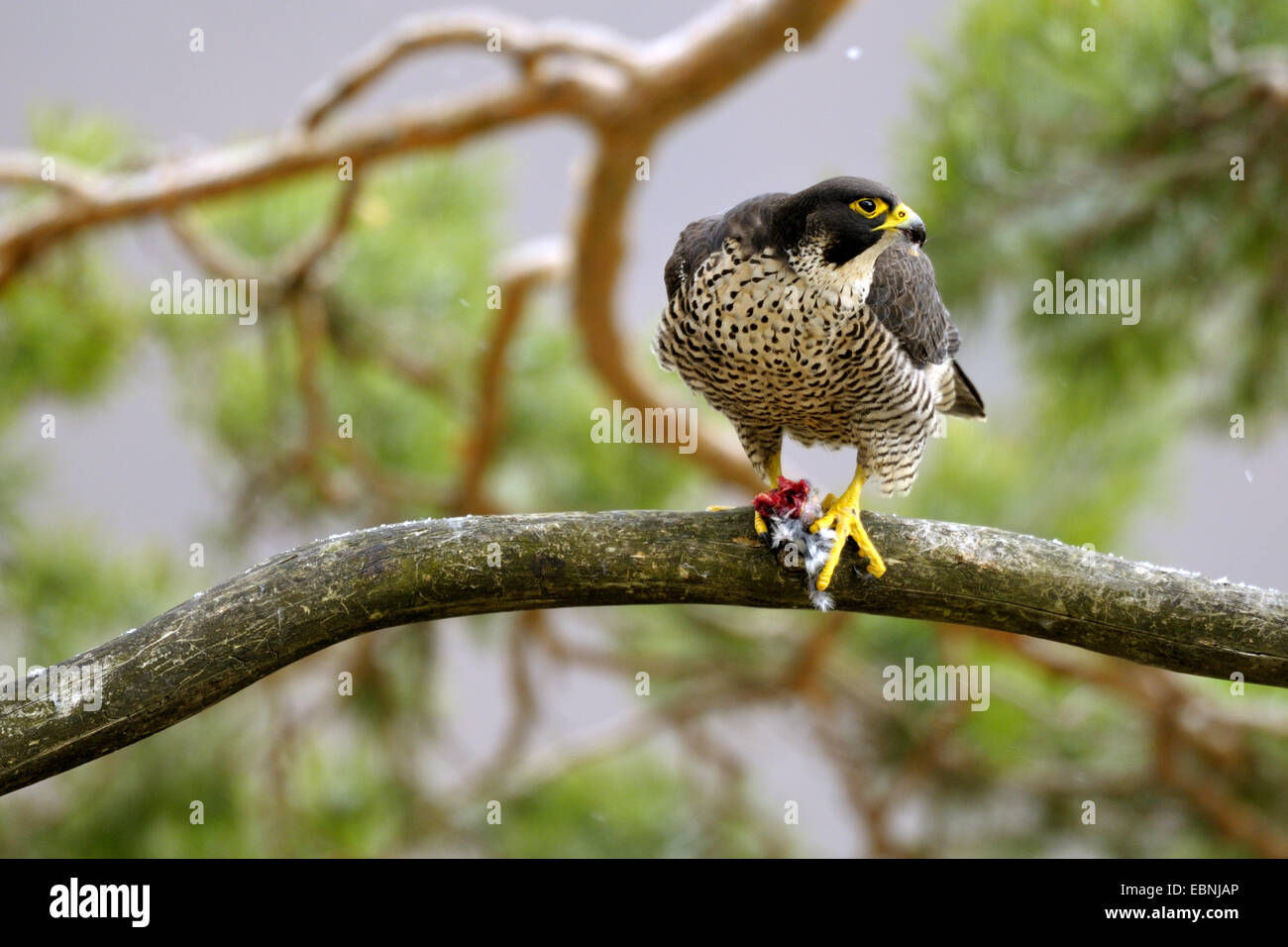 peregrine falcon (Falco peregrinus), with prey on a pine twig, Germany ...