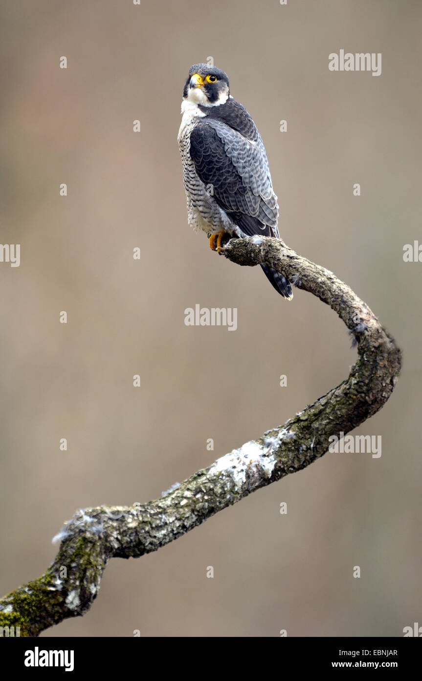 peregrine falcon (Falco peregrinus), tercel on its lookout , Germany ...