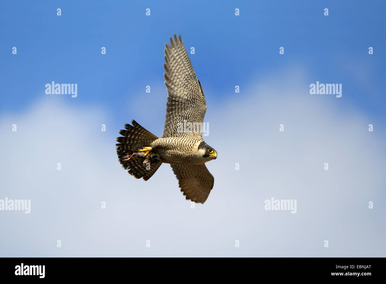 peregrine falcon (Falco peregrinus), flying female with prey, Germany ...