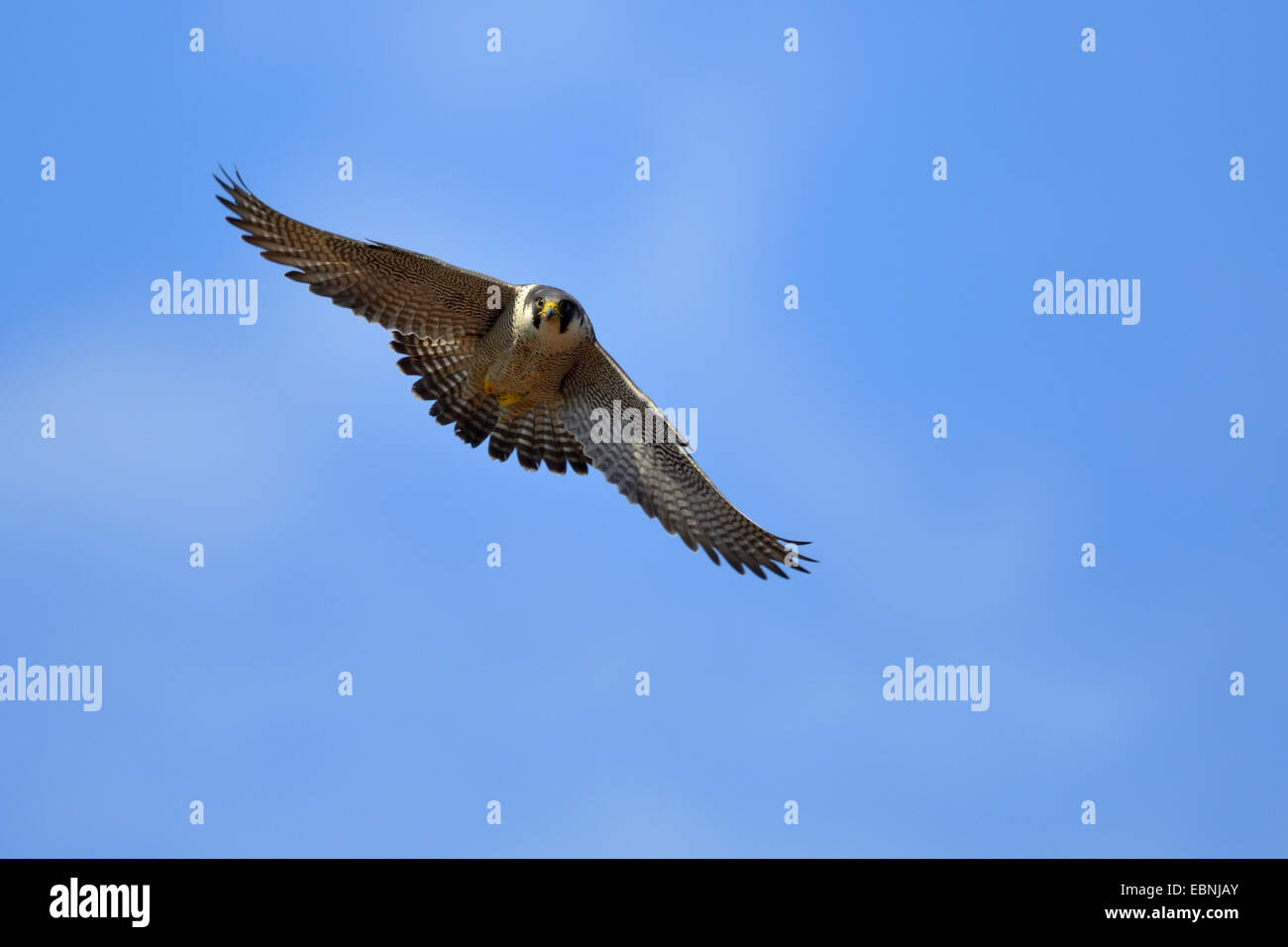 peregrine falcon (Falco peregrinus), flying female, Germany, Baden ...