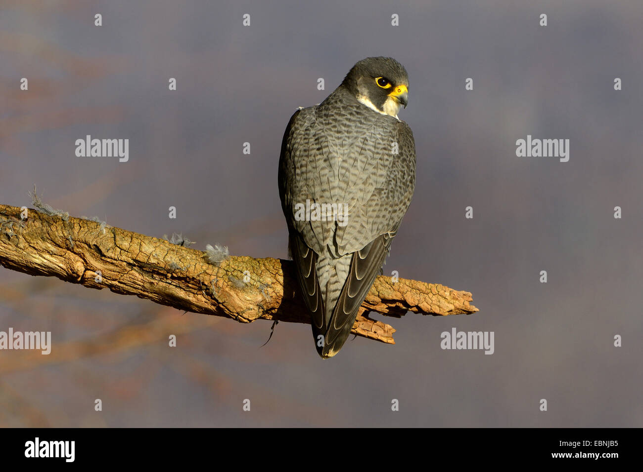 Peregrine falcon with dead bird hi-res stock photography and images - Alamy