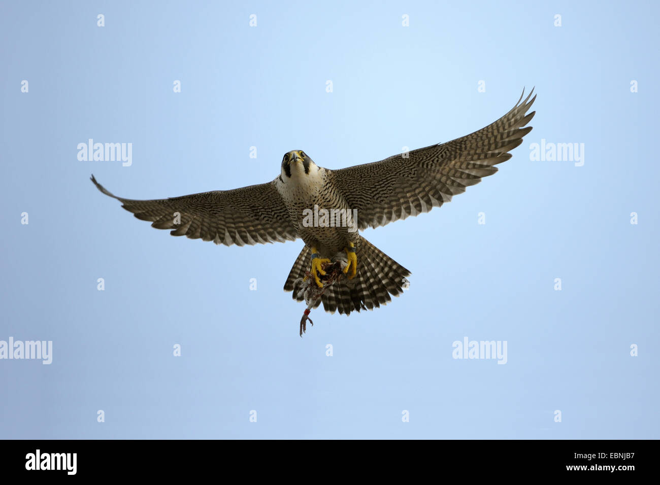Peregrine falcon in flight hi-res stock photography and images - Alamy